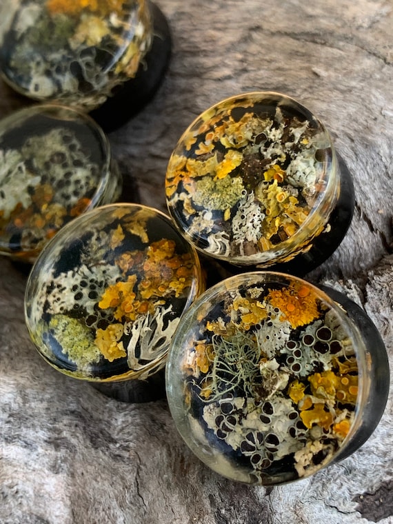 Botanical Plugs Lichen Moss Ear Gauges Terrarium Plugs - Etsy