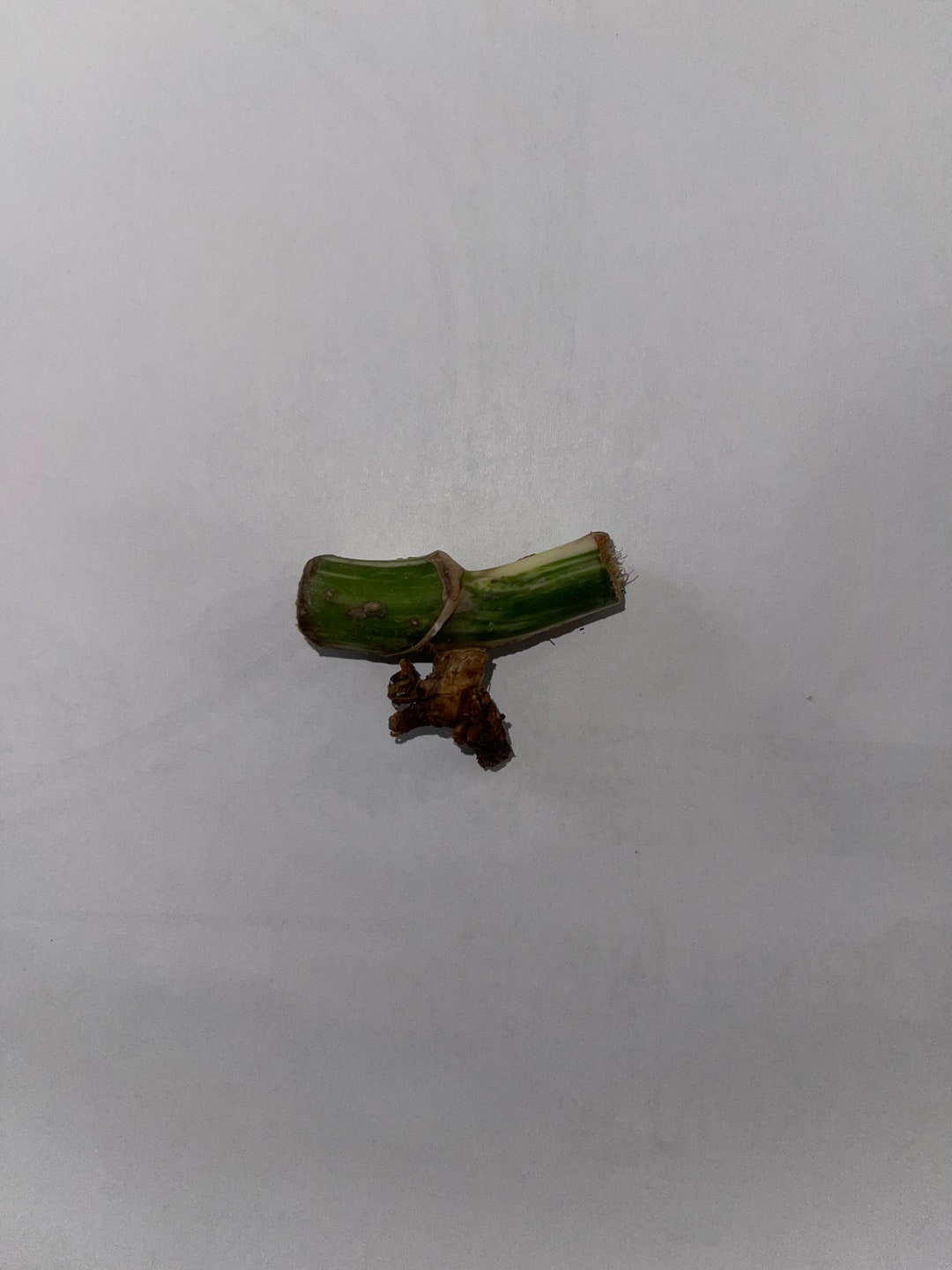 Monstera Albo Node Highly Variegated - Etsy