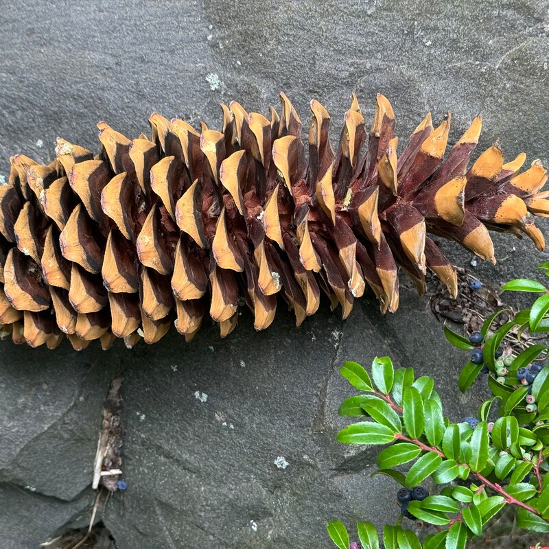 Extra Large Pine Cones - Etsy