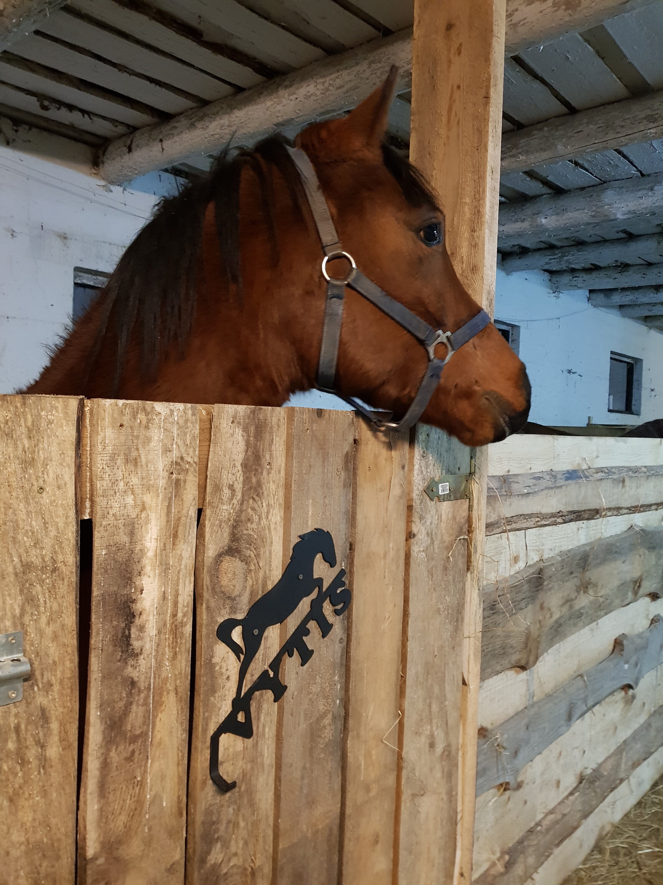 Pferd Namensschild DXF CNC, Pferd Svg, Dxf Datei für Laser, SVG Datei ...