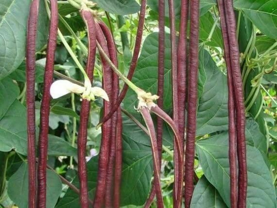 Purple Yard Long Bean Seeds - Etsy