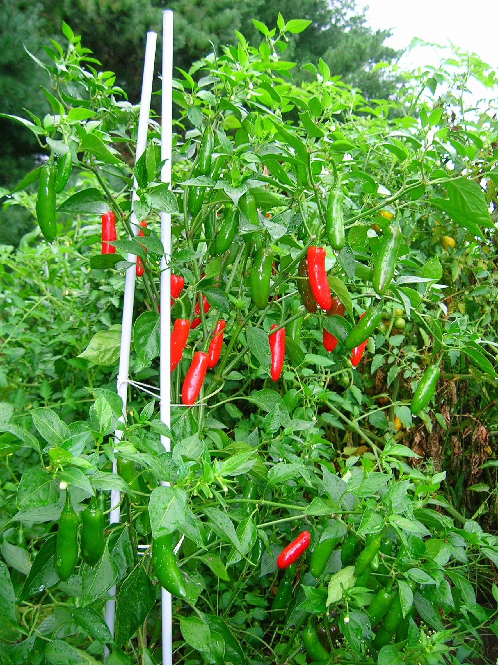 Serrano Chili Pepper Seeds - Etsy