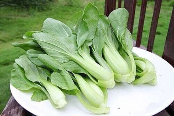 Pak Choi Shanghai Green Stem seeds | Etsy
