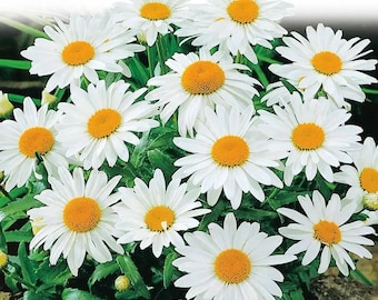 Painted Daisy Seeds Flower Seeds Beautiful Mulit Colored - Etsy