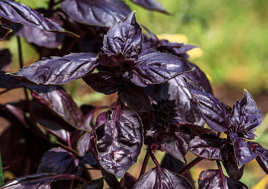 Dark Purple Opal Basil Seeds - Etsy