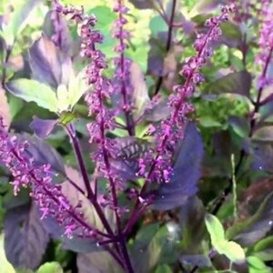 Thai Red Holy Basil Seeds - Etsy