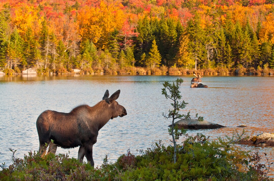 Buy Notecards Moose Family Photo Wildlife Photography Moose Family With ...