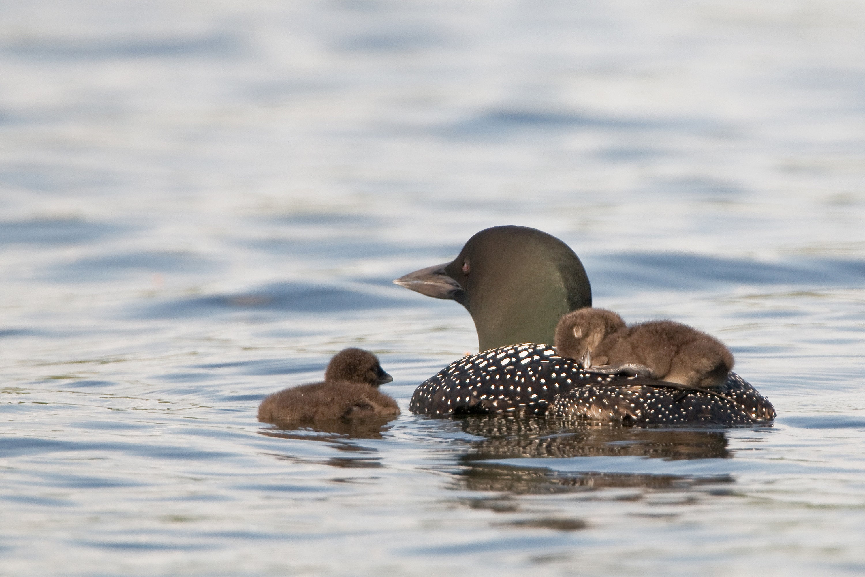 Notecards Common Loon and Chicks Cards Loon Family Photography Loon and ...