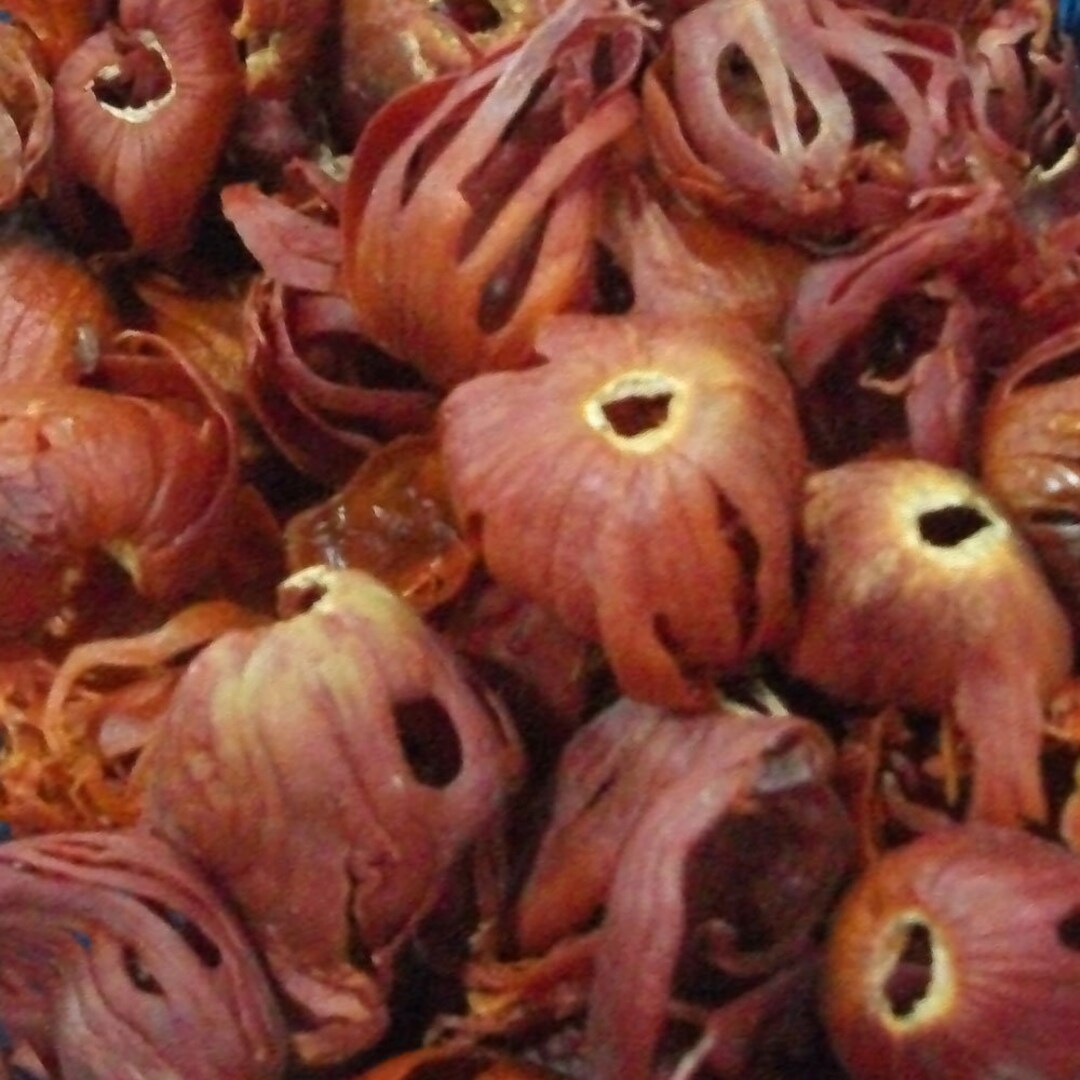 Organic Mace Real Mace Indian Javitri Whole Mace Flower - Etsy