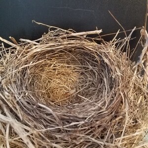 Real Straw and Mud Birds Nest, Robin Nest - Etsy