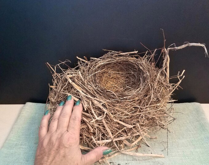 Real Straw and Mud Birds Nest, Robin Nest? Natural Bird Nest - Etsy