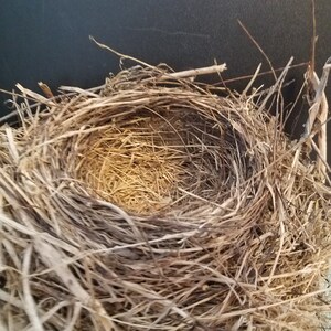 Real Straw and Mud Birds Nest, Robin Nest Natural Bird Nest - Etsy