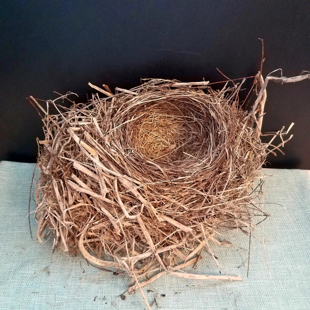 Real Straw and Mud Birds Nest, Robin Nest - Etsy