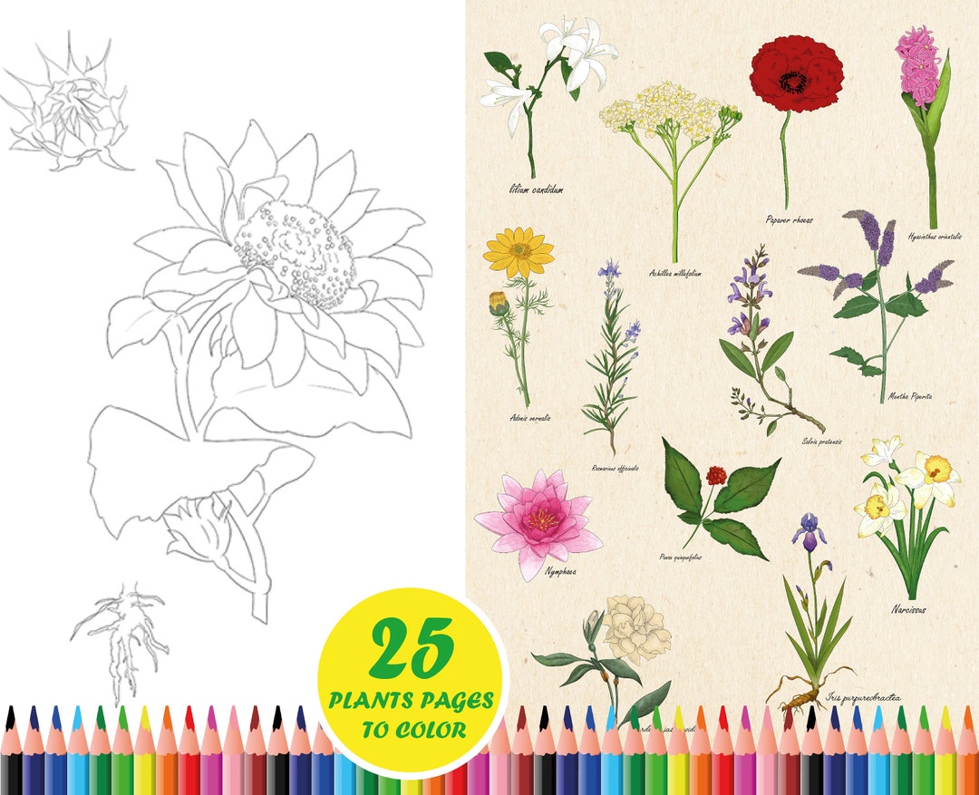 Adult Coloring Pages: Plants Pages to Color, Botanical Coloring Pages ...
