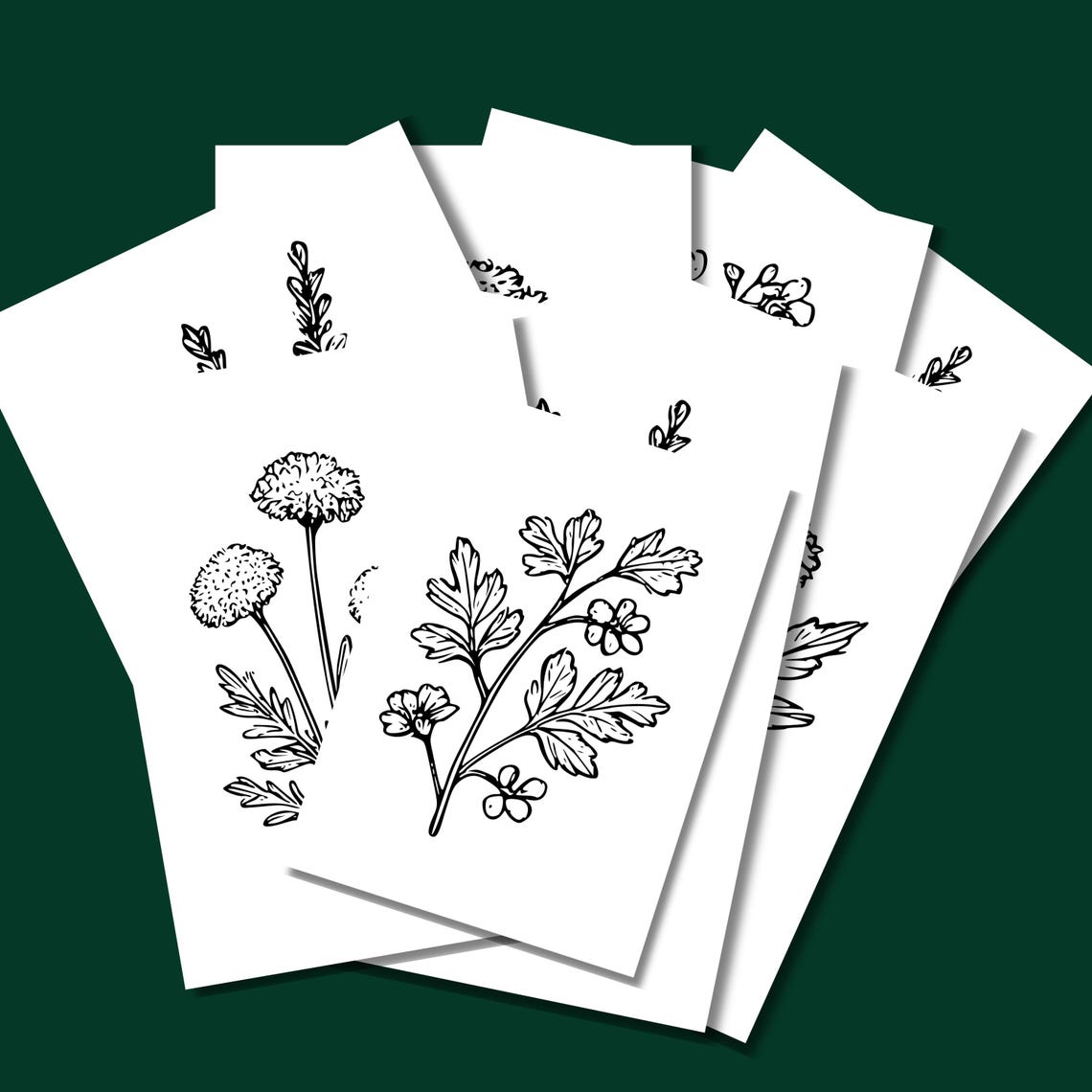 Botanical Magic SVG Bundle – 9 Hand-drawn Witchy Herb Illustrations - Etsy