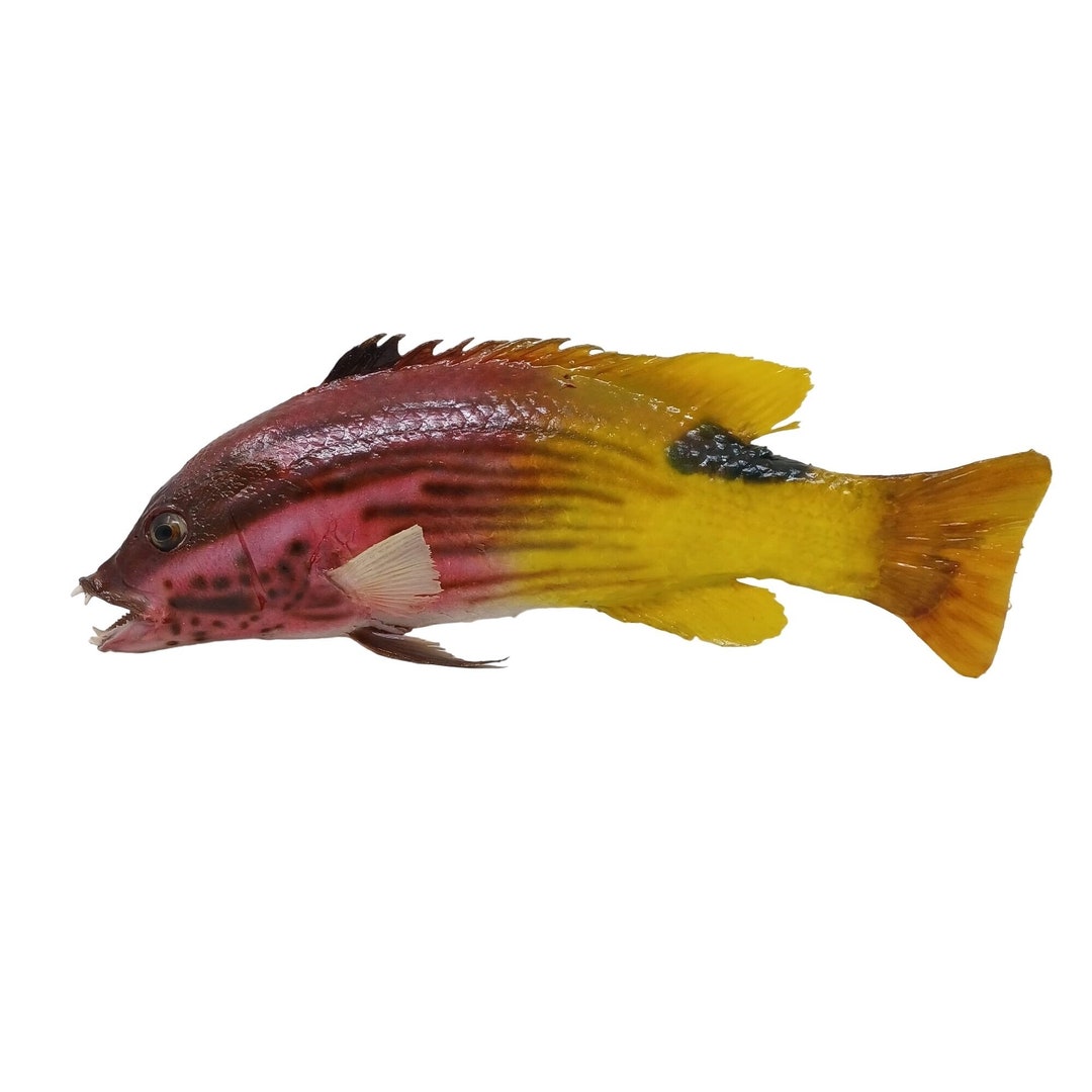 Hawaiian Hogfish Saltwater Taxidermy Skin Mounted Wrasse A'awa Tropical ...