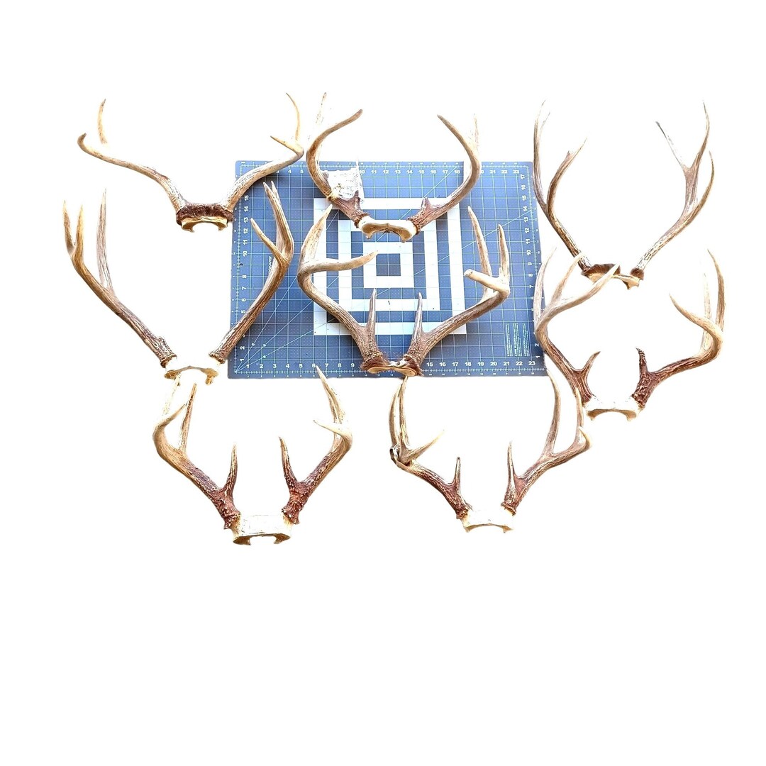 8 Beautiful Large Dark Montana Mule Deer Antler Racks Not Sheds Lot 151 ...