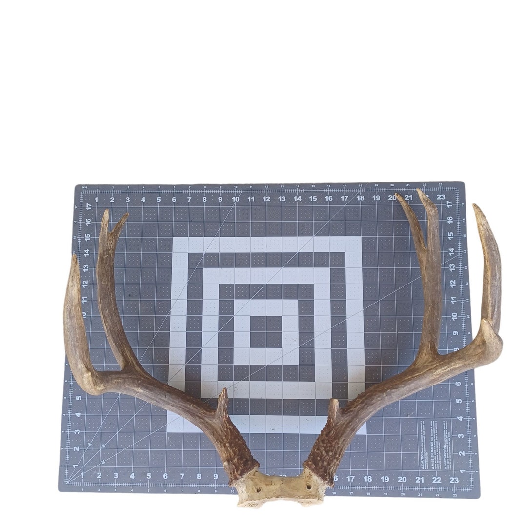 Big Dark 4 X 5 Montana MULE DEER RACK Antlers Whitetail Shed Taxidermy ...