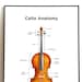 Cello Anatomy Poster. Cello Parts. Classical Music Instrument. - Etsy