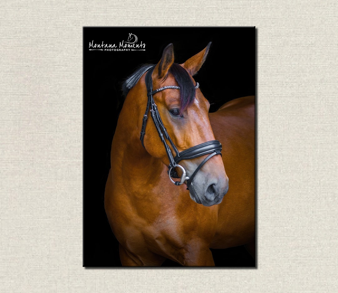 Horse With Black Background • Western Decor • Horse Photos • Horse ...