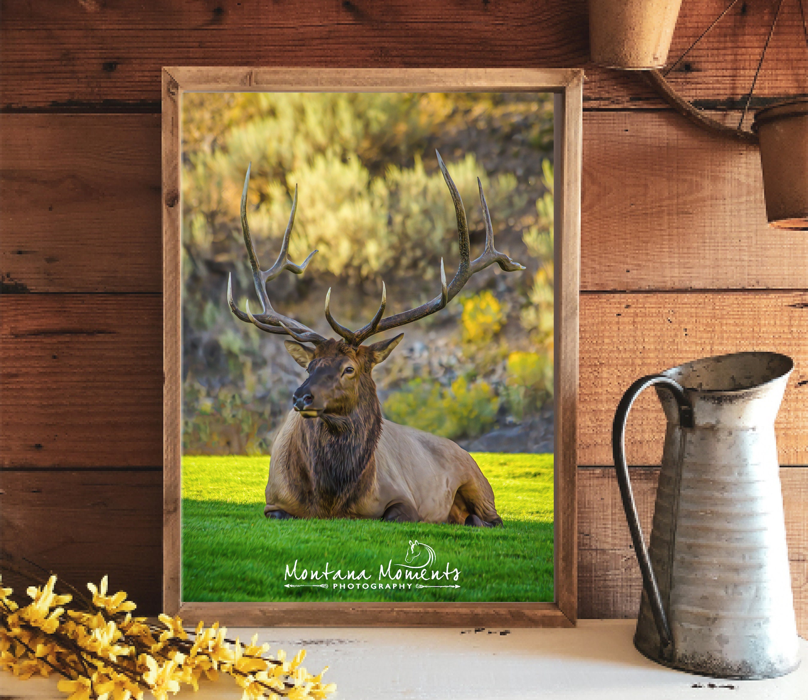 Elk Photo, Bull Elk, Montana Wildlife Photography, Rustic Wall Decor ...