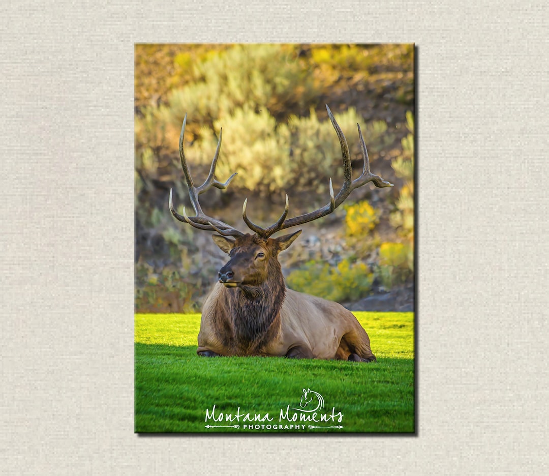 Elk Photo, Bull Elk, Montana Wildlife Photography, Rustic Wall Decor ...