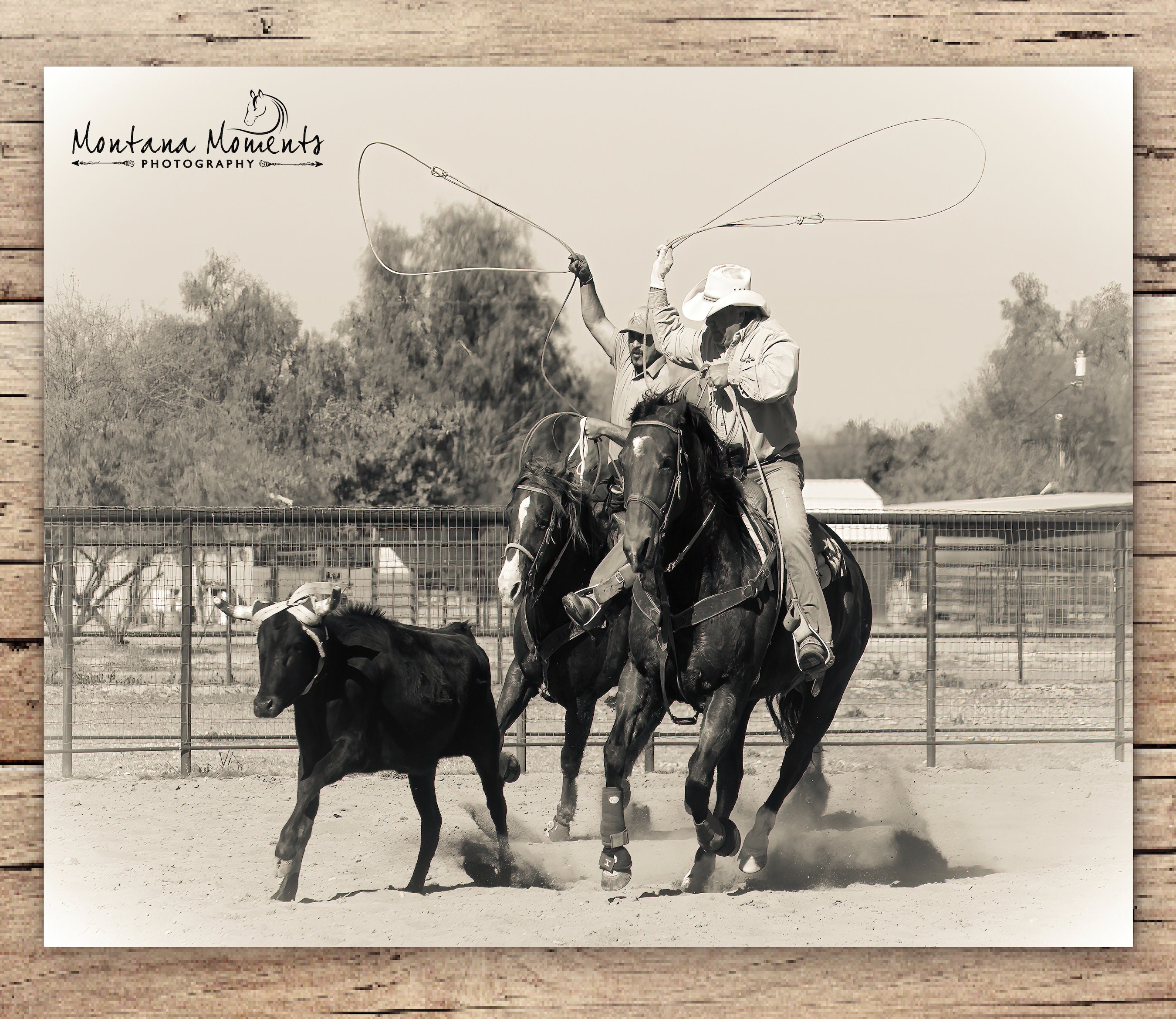Team Roping Rodeo, Calf Roping, Cowboy Rodeo Photos, Horse Wall Art ...