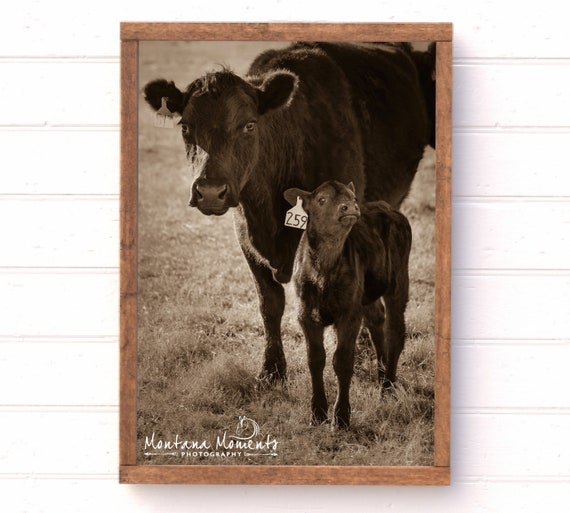 Cow Calf Photos Farmhouse Decor Farm Animals Western Gifts - Etsy