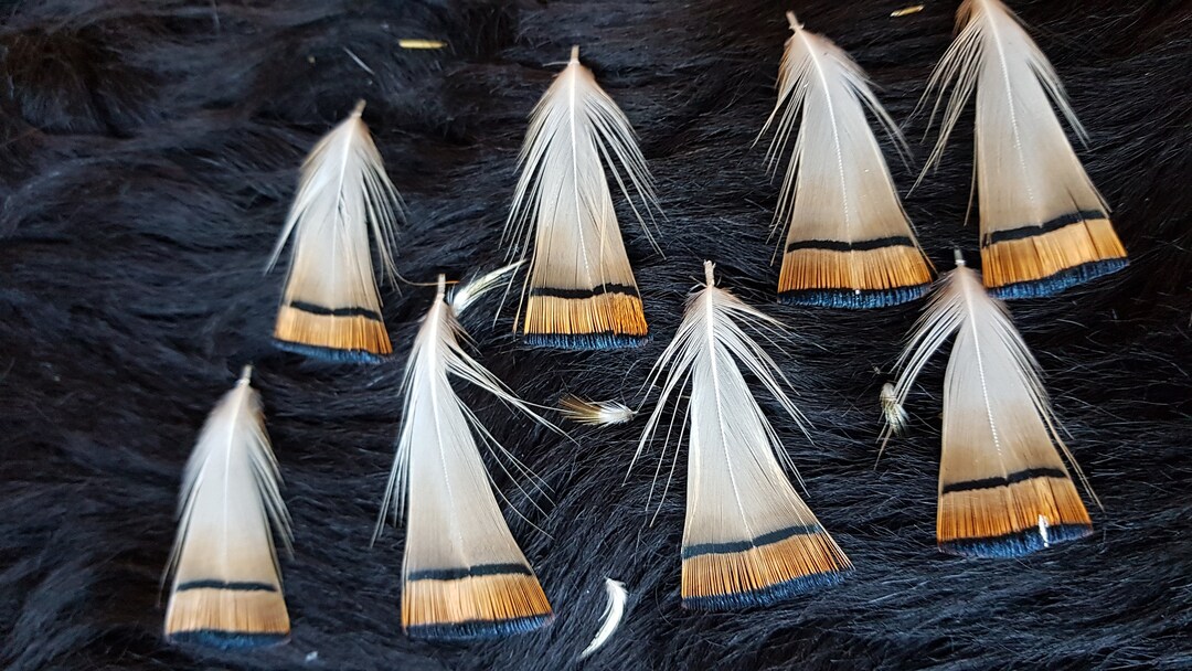 10 Feathers, 4.5-6 Cm, Golden Pheasant Feather, Rare Decorative ...