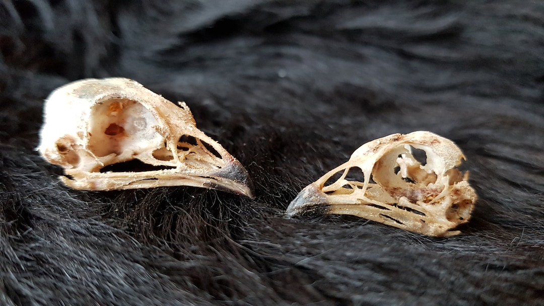 Quail Skull, 4 Cm, Bird Skull, Skull, Bones, Gothic, Bones, Celtic ...