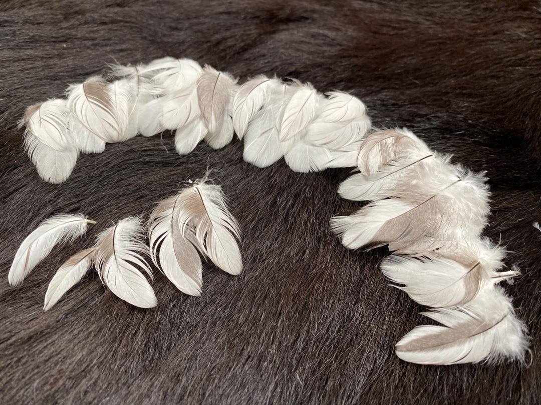 35 Mini Feathers, 2-4 Cm, Small Colorful Natural Feathers, Decorative ...