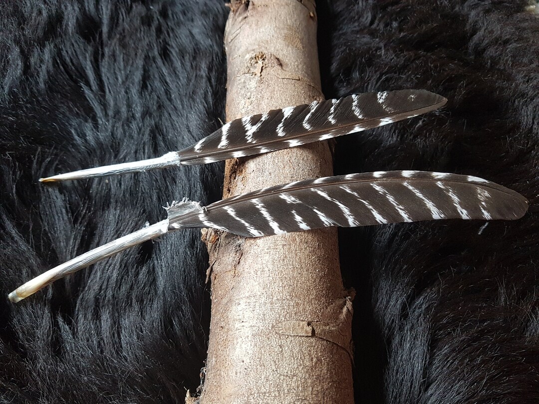 2 Turkey Feathers Flight Feather 23 and 26 Cm Turkey - Etsy
