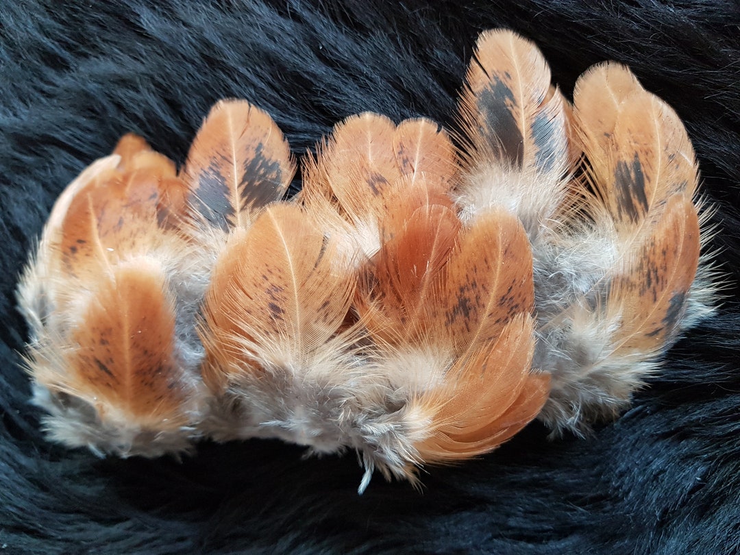 25 Craft Feathers Naked Neck Rooster 7-10 Cm Decorative - Etsy