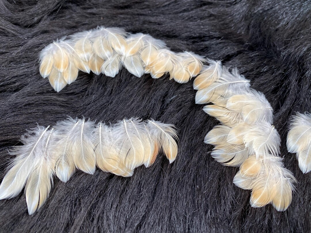 50 Mini Feathers, 1-4 Cm, Quail Feathers, Rooster Feathers, Natural ...
