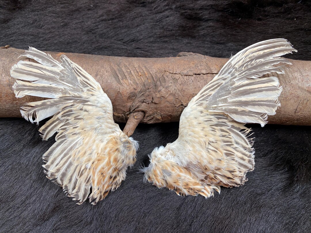 Grade C Items! Quail Wings, Goose Wing Feathers, Carnival, Mardi Gras ...