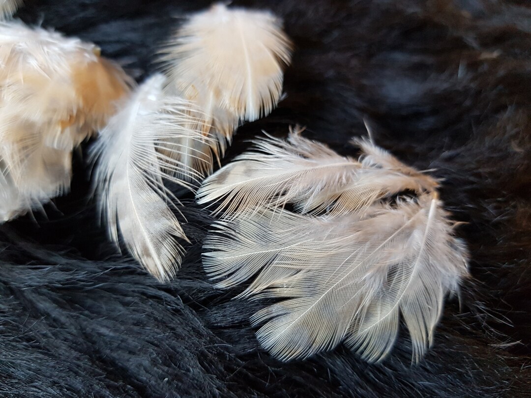 50 Mini Feathers 1-4 Cm Quail Feathers Natural Feathers - Etsy