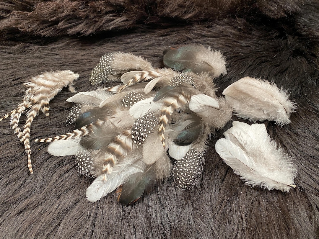 50 Feather Mix, 5-12 Cm, 5 Varieties, Craft Feather Mix From Species ...