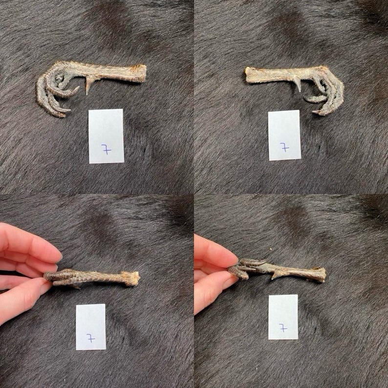 Single Pheasant Foot, Selectable Unique Pieces, 8-9 Cm, Golden Pheasant ...