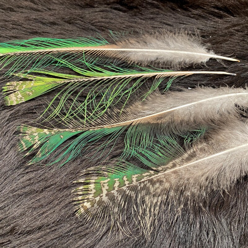 Real Eagle Feathers - Etsy