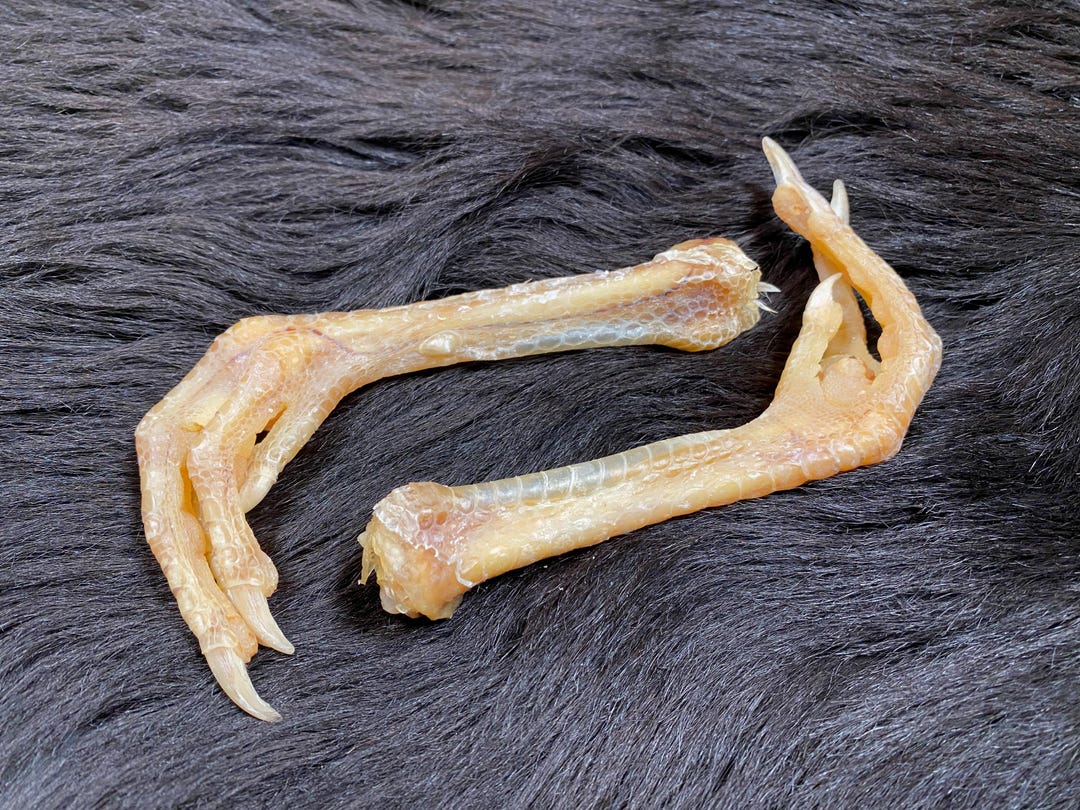 Pair of Chicken Feet 12 Cm, From the Domestic Chicken, Gallus Gallus ...