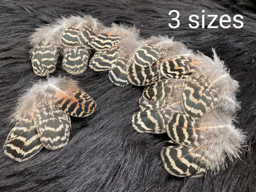 7/15/25 Feathers, 3-13 Cm, Tiger Peacock Feathers, Small Peacock ...