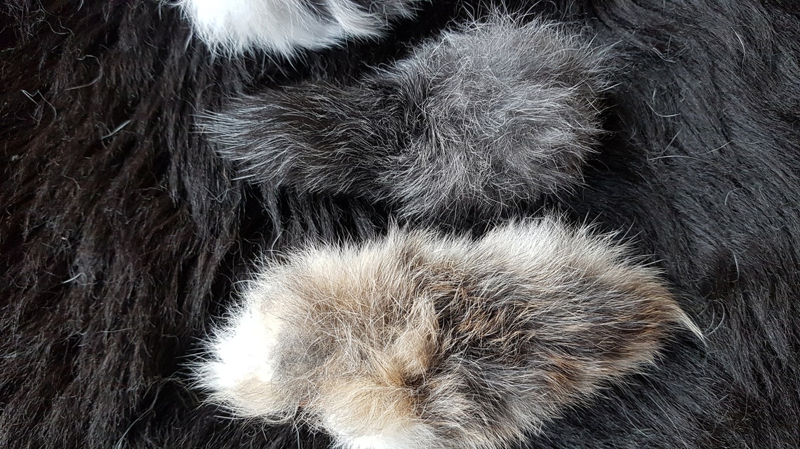 Rabbit Tail From the Domestic Rabbit, Oryctolagus Cuniculus Domesticus ...