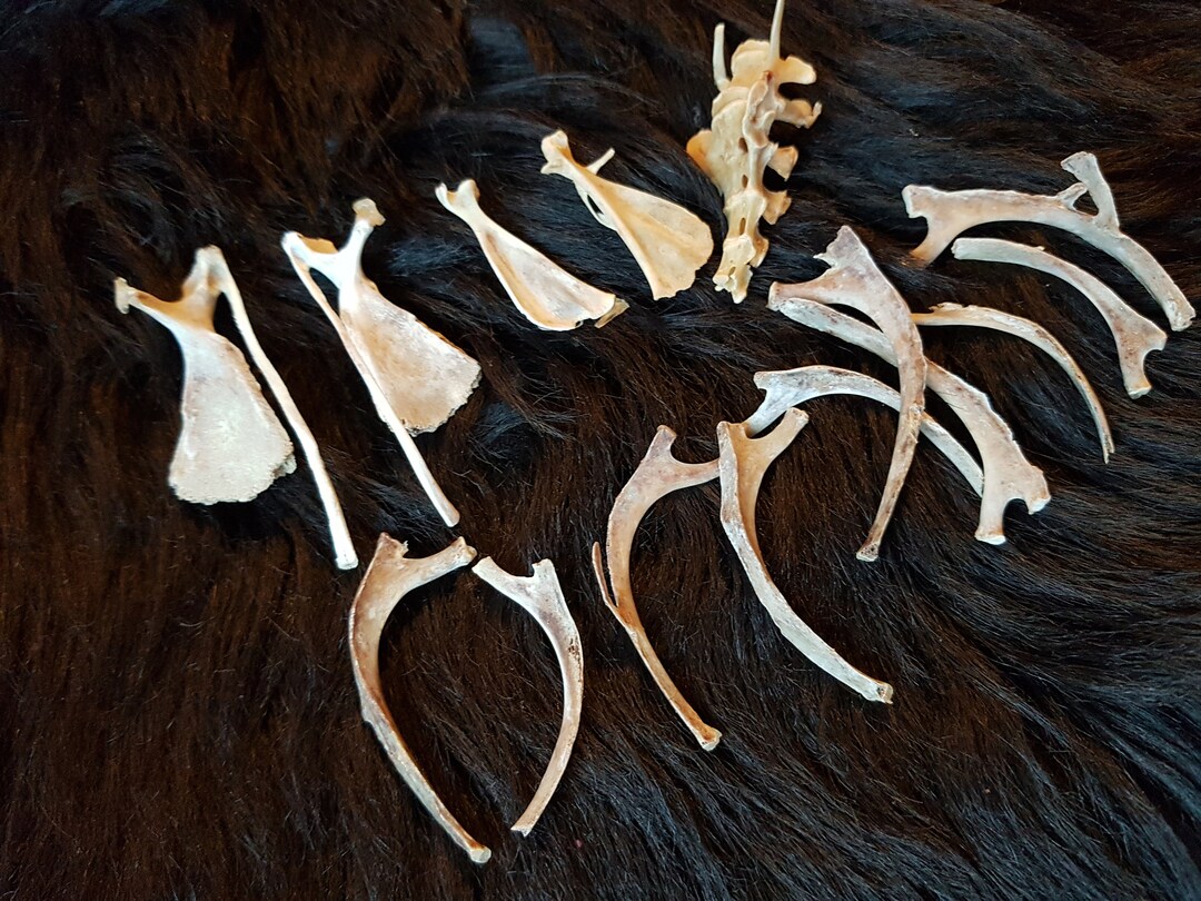 14 Bones 5-7 Cm Talismans Ritual Gothic Viking - Etsy UK