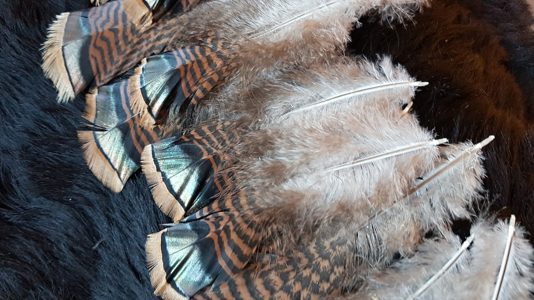 3 Feathers, 16-20 Cm, Turkey Feather, Turkey Feather, From Species ...