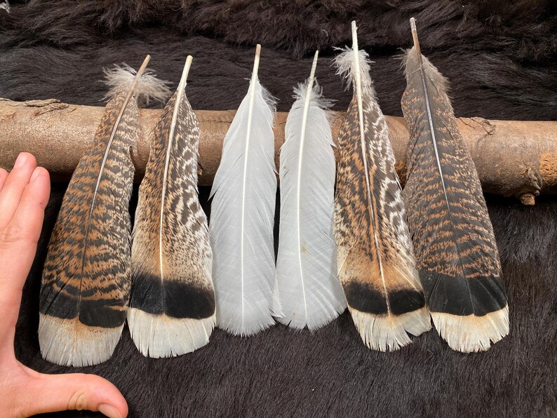 6 Feathers, 20-27 Cm, Flight Feathers, Wing Feathers, Spirit, Feather ...