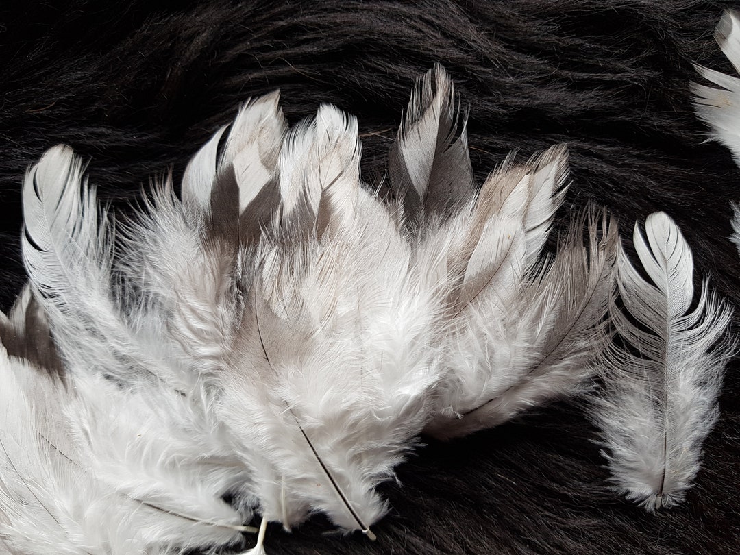 25 Feathers, 6-8 Cm, Spotted Craft Feathers, Chicken Feathers, Bird ...