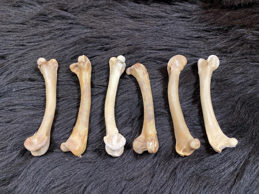 6 Bones, 9-10 Cm, Talismans, Ritual, Gothic, Viking, Vickinger, Wild ...