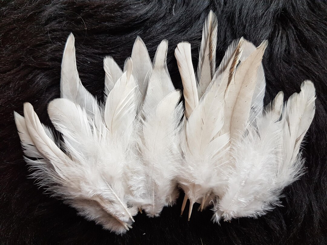 17 Feathers, 6-12 Cm, White Rooster Tail Feathers From Species ...