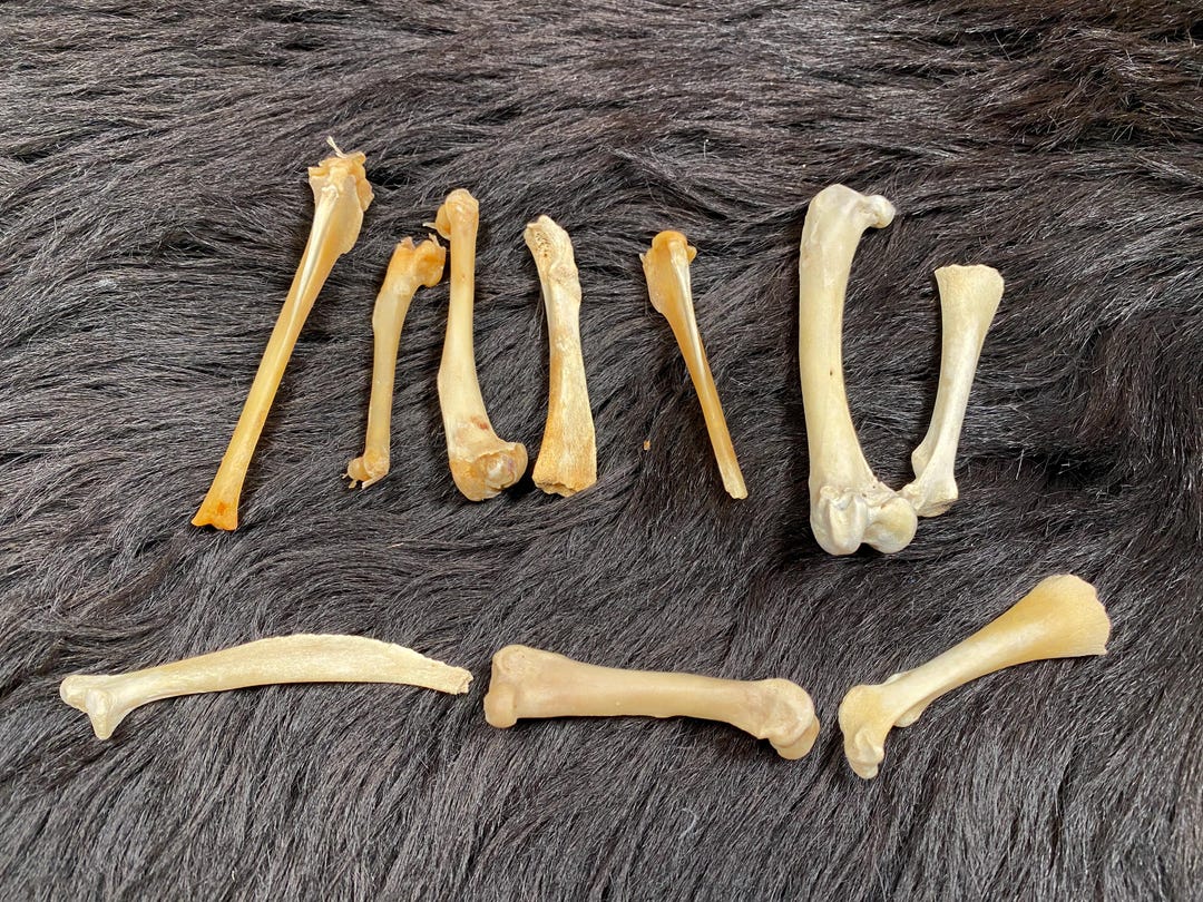 10 Bones, 6-9 Cm, Talismans, Ritual, Gothic, Viking, Vickinger, Wild ...