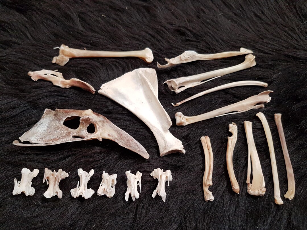 19 Bones, 2-14 Cm, Talismans, Ritual, Gothic, Viking, Vickinger, Wild ...